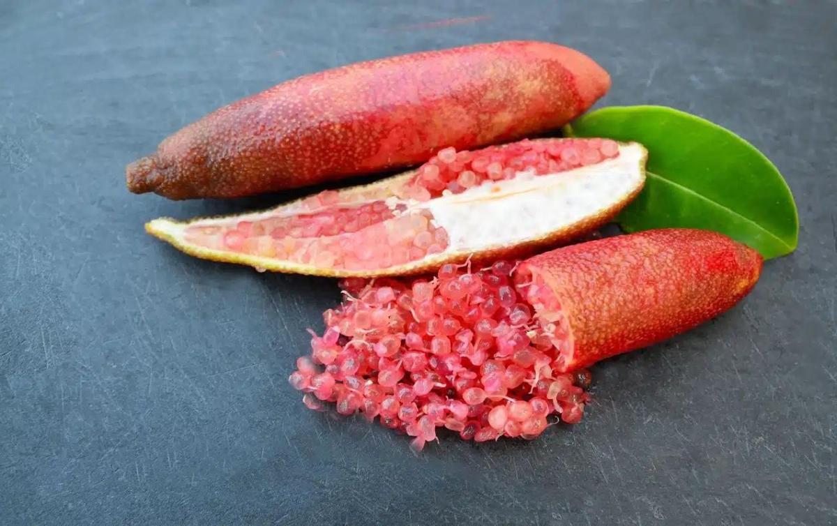 Fruta exótica: limão caviar, produzido em SC, pode chegar a R$ 2 mil o ...