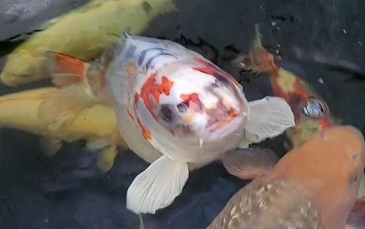 Peixe com “rosto humano” faz sucesso em criação na Inglaterra - Vale do ...