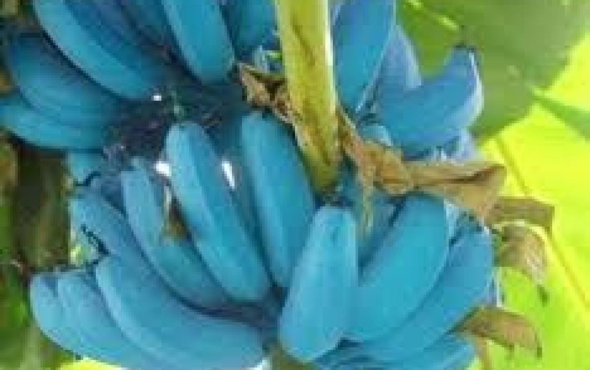 Pouco conhecida no Brasil, banana azul conquista paladares pelo mundo ...